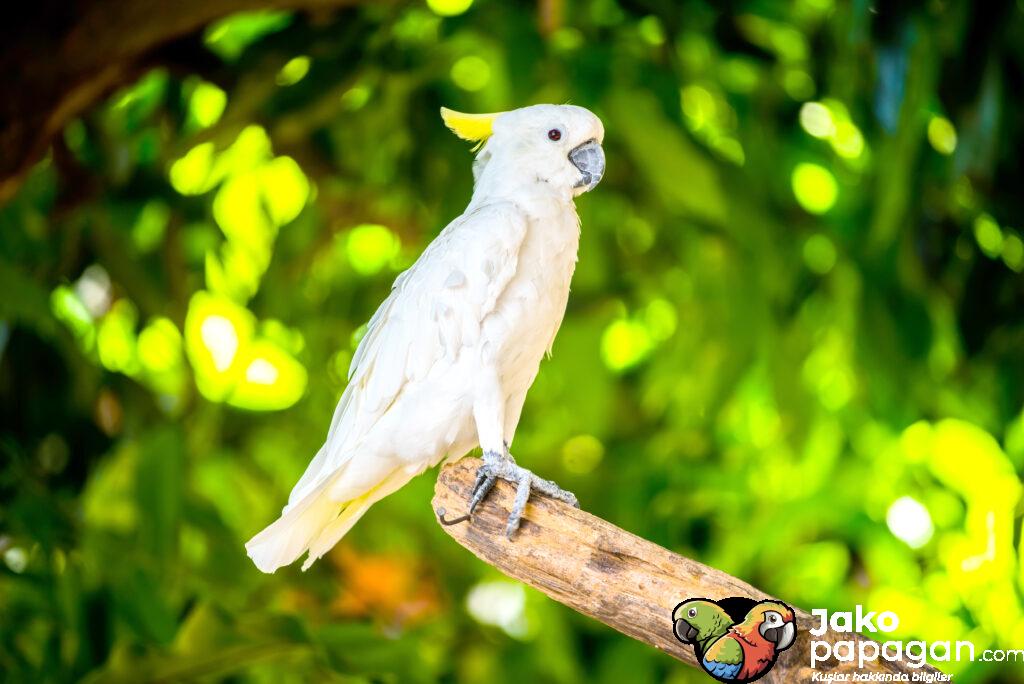 Sülfür Kakadu Papağanları - Jako Papağan